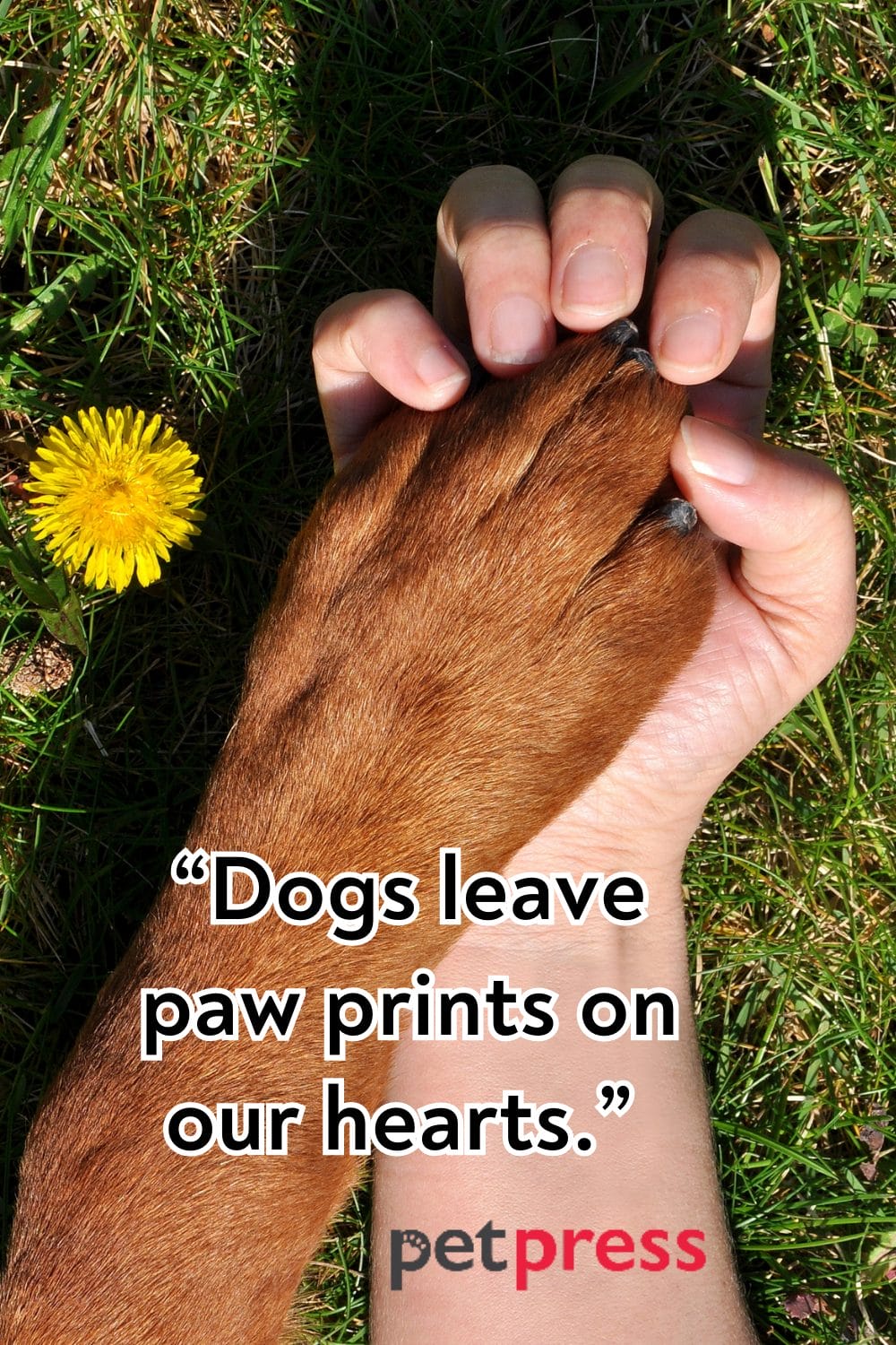 50+ Best Dog Passing Quotes to Cherish Memories - PetPress
