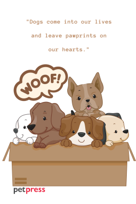 50+ Dog Memorial Quotes to Honor, Sympathy, and Comfort