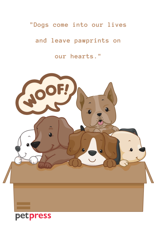 50+ Dog Memorial Quotes to Honor, Sympathy, and Comfort