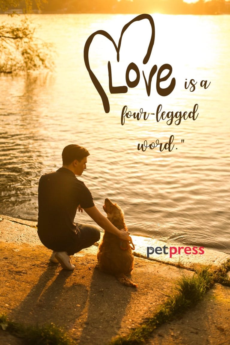 50+ Inspiring Dog Friendship Quotes to Celebrate Your Bond