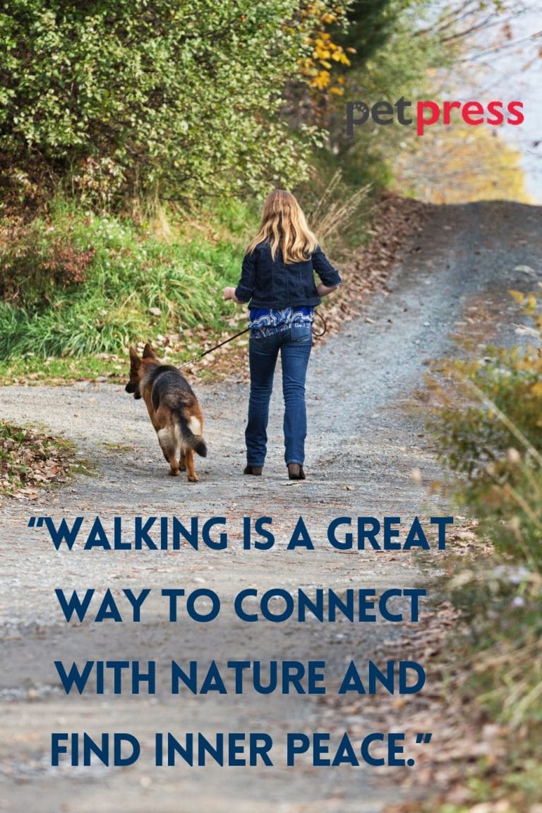 50+ Dog Walking Quotes on Being Bold and Adventurous