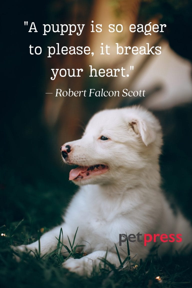 50+ Best and Most Adorable New Puppy Quotes - PetPress