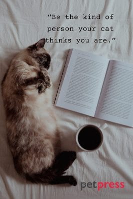 50+ Best Cat Lady Quotes That Inspire to Embrace Dreams