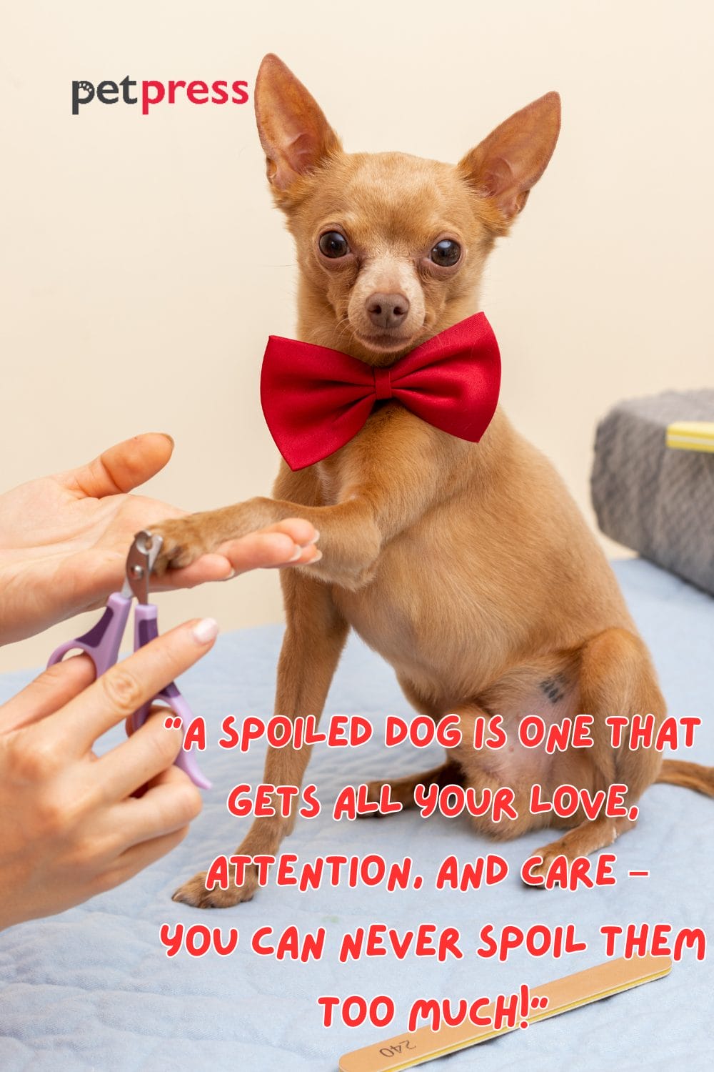 The Best of the Best: 50+ Spoiled Dog Quotes - PetPress