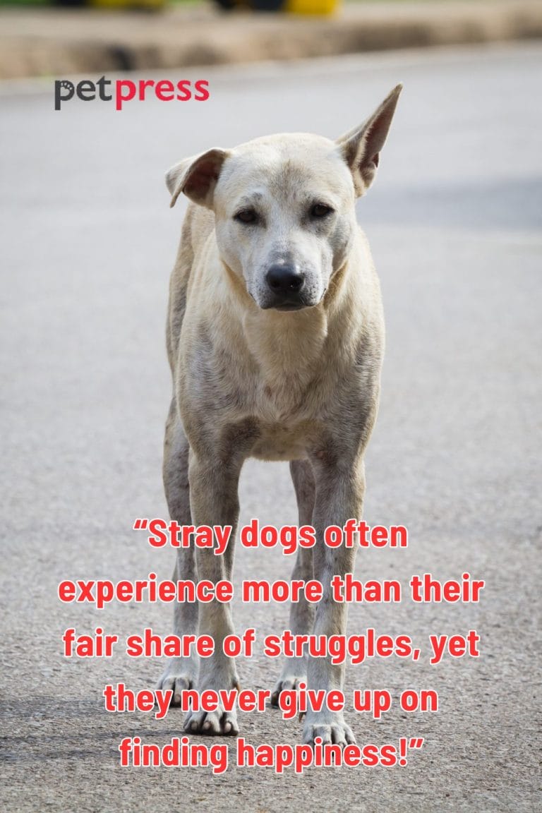 Find Courage and Strength From These Top 50 Stray Dog Quotes