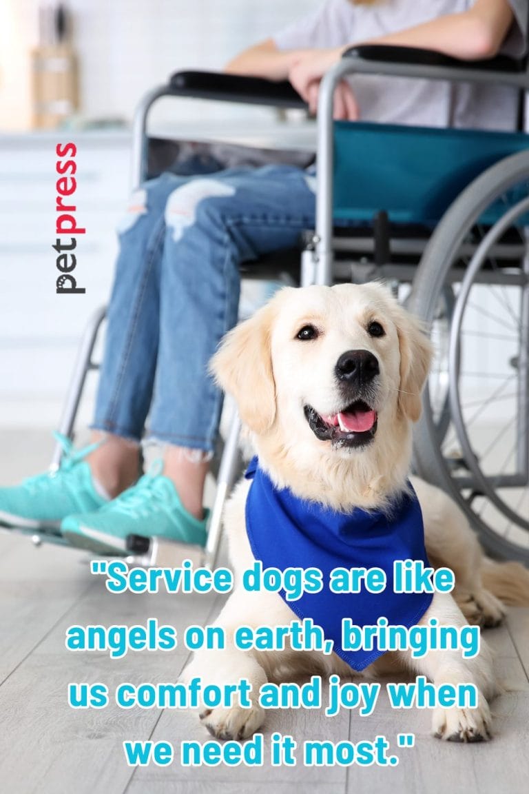 Tap Into Life Wisdom With the Top 50 Best Service Dog Quotes