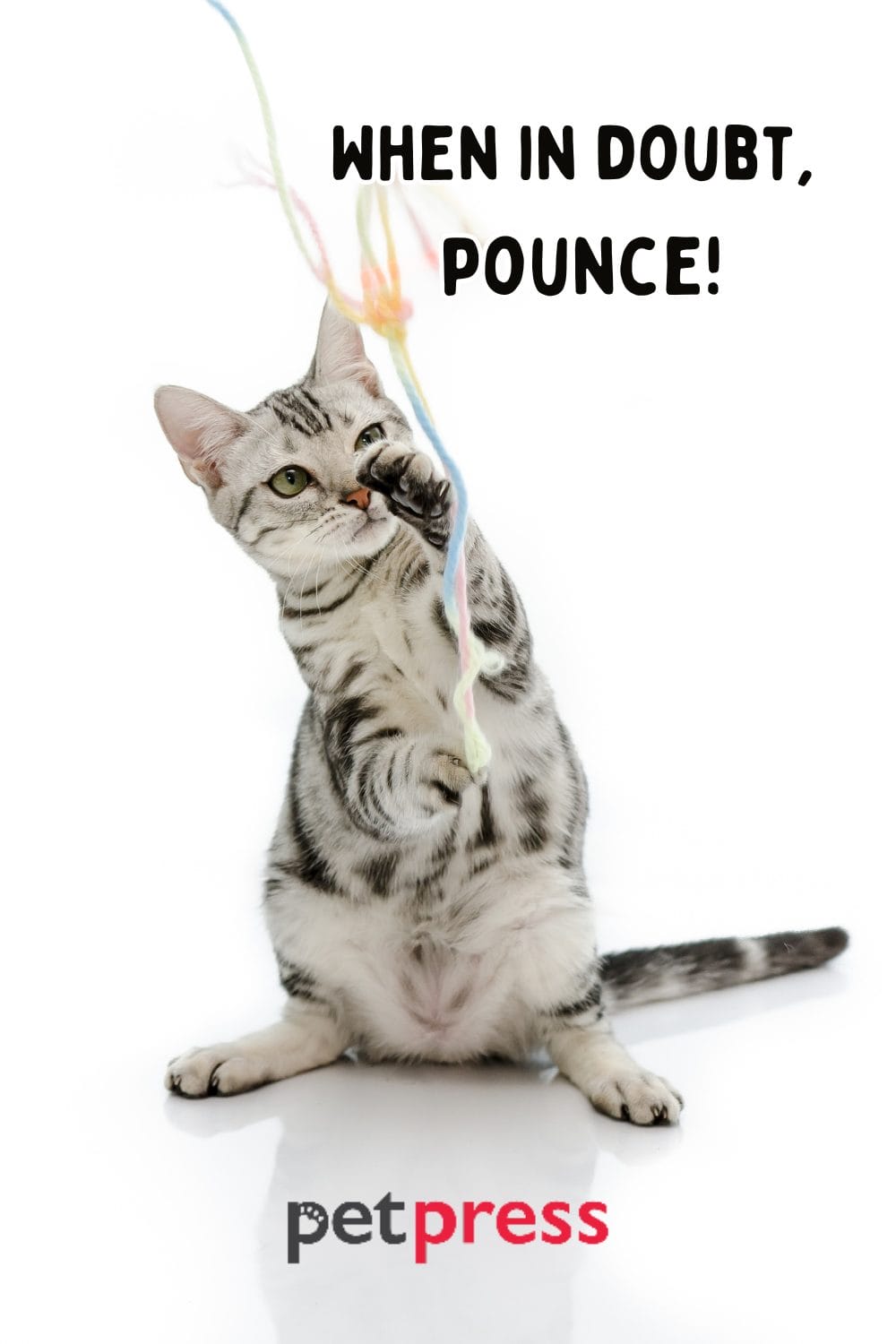 Cuddling With Words: Best 50+ Cute Kitten Quotes for You