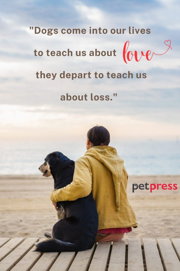 Find Comfort in 50+ Dog Sympathy Quotes After a Loss - PetPress