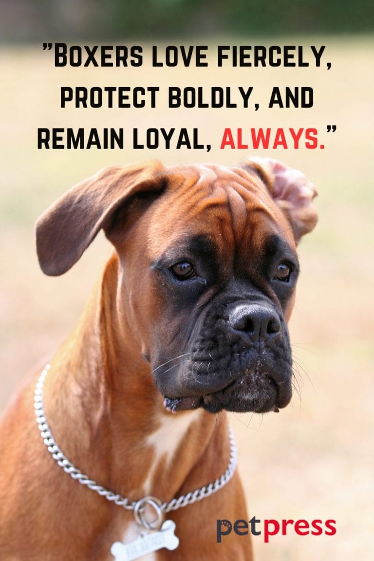 Unleash the Life Wisdom in These Best 50 Boxer Dog Quotes
