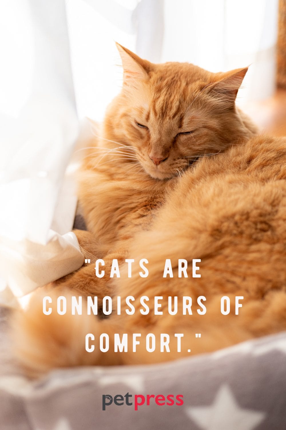 70+ Purr-fect Sleeping Cat Quotes That Will Melt Your Heart