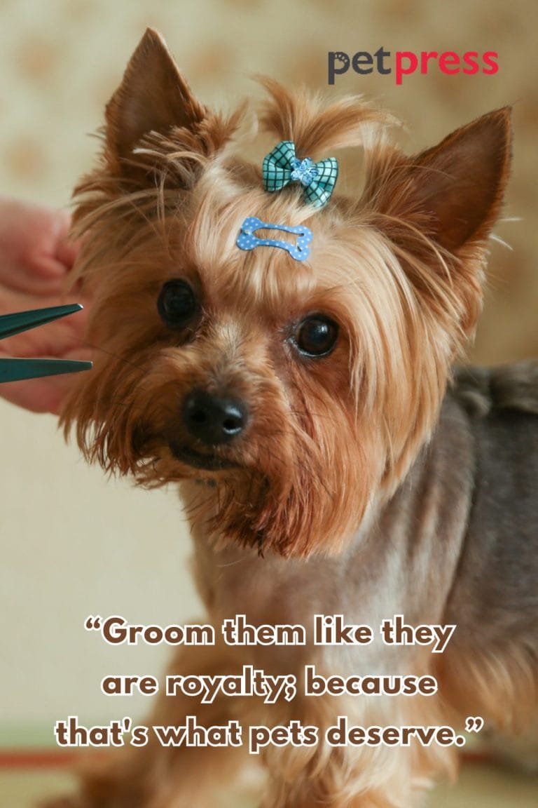 50+ Best Dog Grooming Quotes for the Pampered Furry Pet