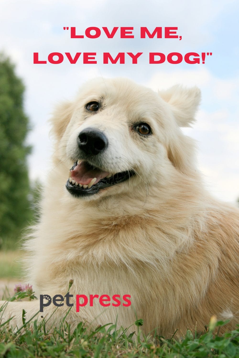 60+ Inspiring Dog Life Quotes to Live a Happier and Fulfilling Life