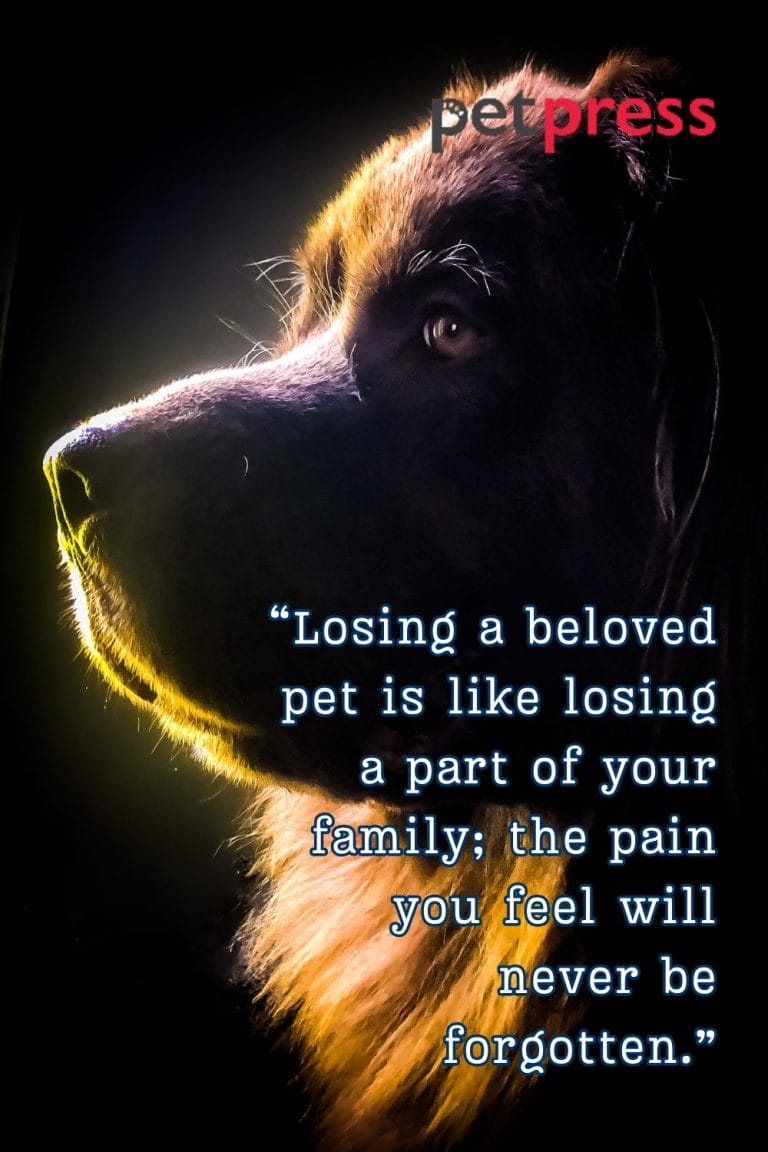 50 Sad Dog Quotes That Teach Us Life Lessons on Heartbreak