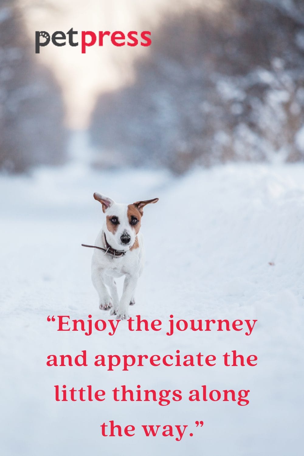 50+ Dog Walking Quotes on Being Bold and Adventurous