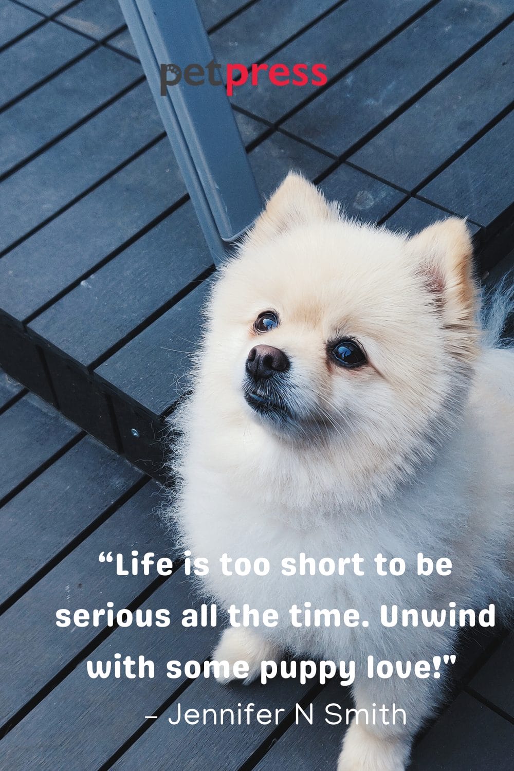 50+ Best and Most Adorable New Puppy Quotes - PetPress