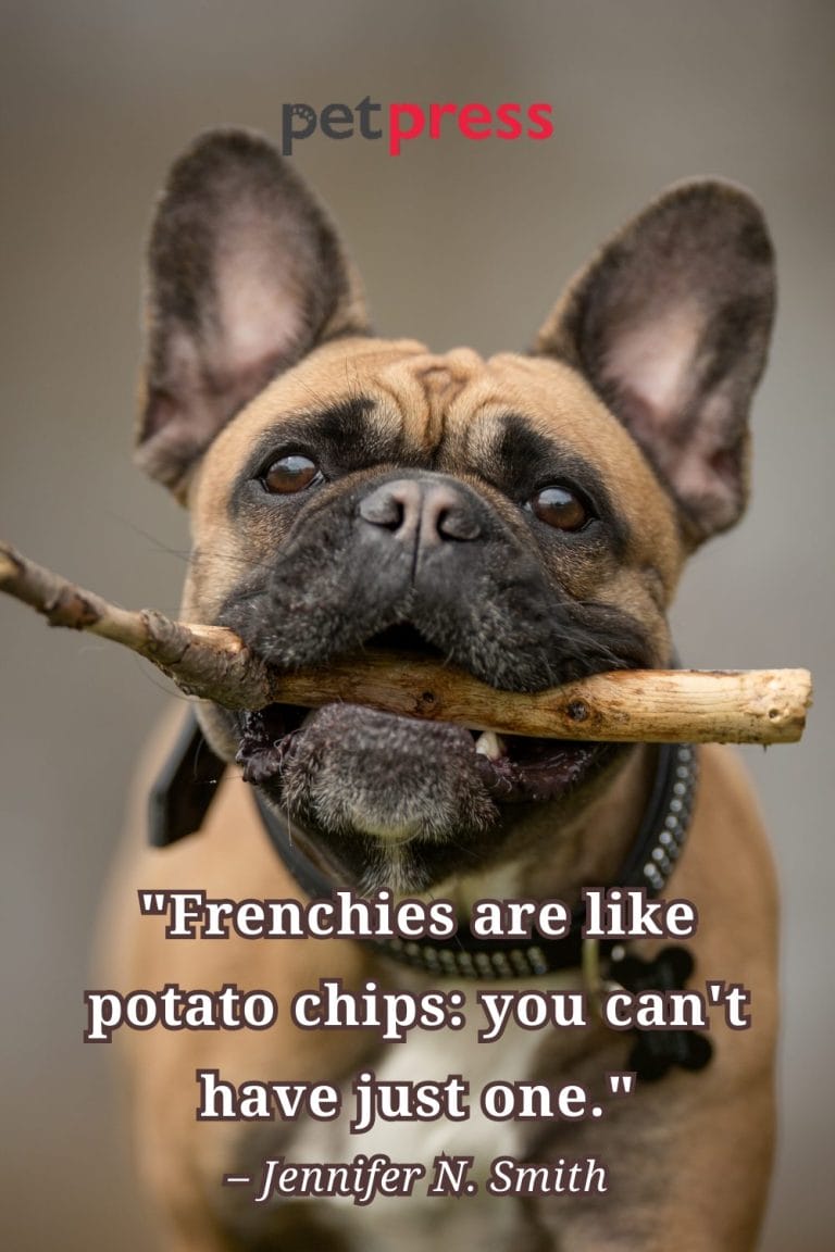 50+ Best French Bulldog Quotes That Will Make You Laugh