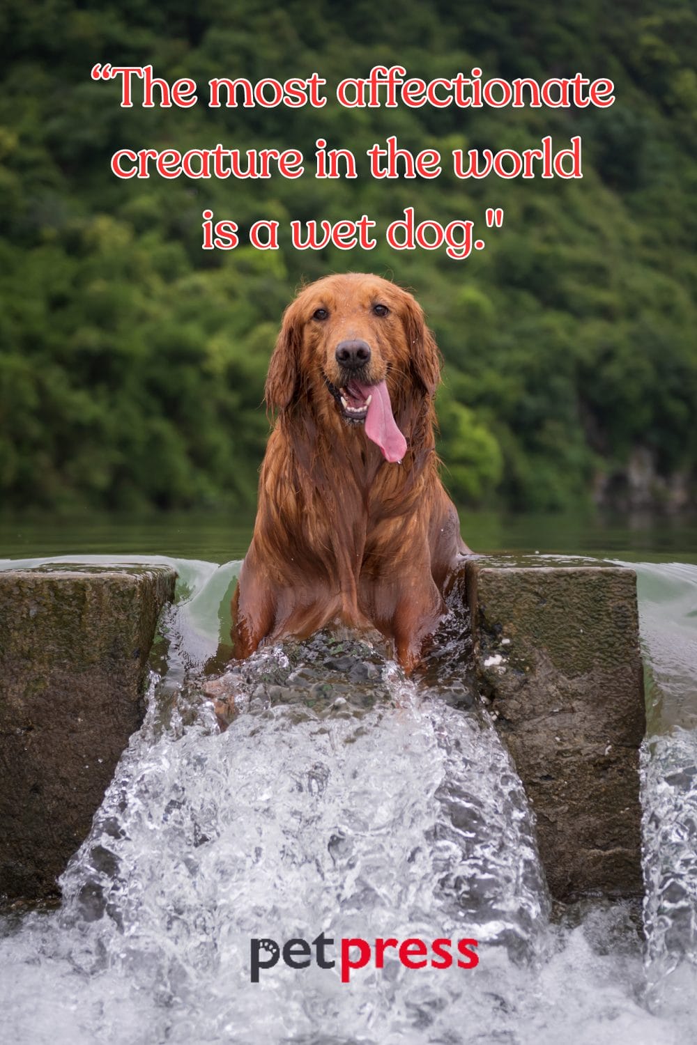 Express Affection for Your Pooch – 50+ Best Love Your Dog Quotes