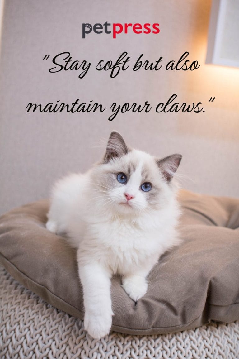 Cuddling With Words: Best 50+ Cute Kitten Quotes for You