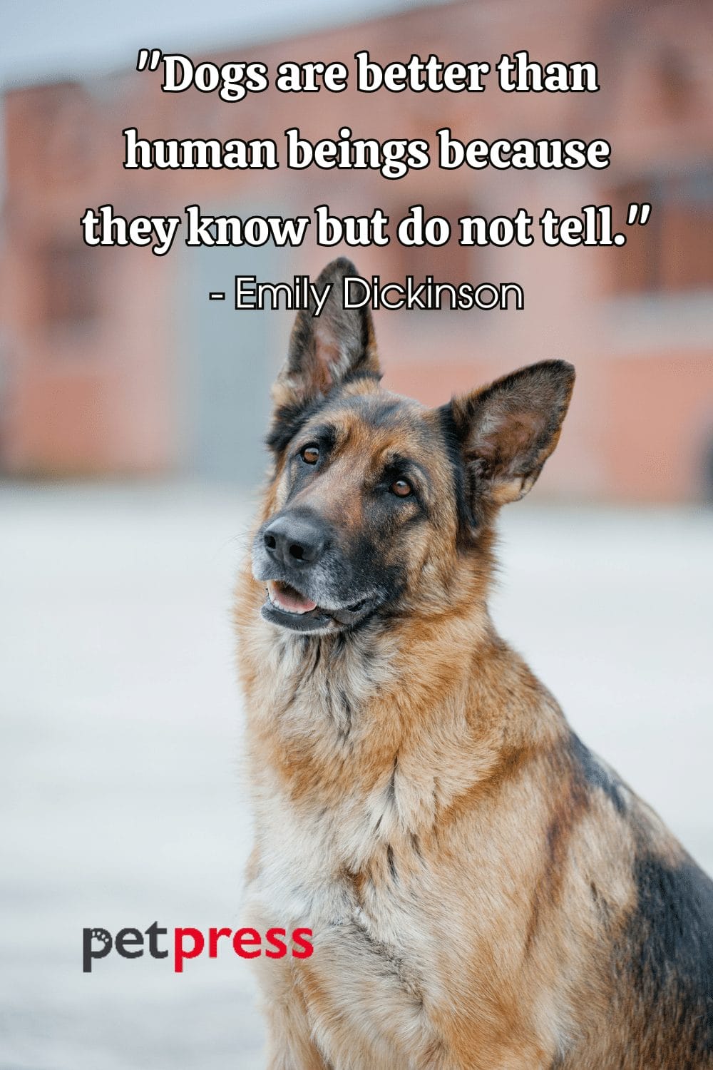 Top 50 Inspiring Dog Emotional Quotes That Speak to the Soul