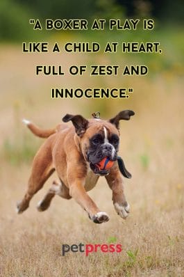 Unleash the Life Wisdom in These Best 50 Boxer Dog Quotes
