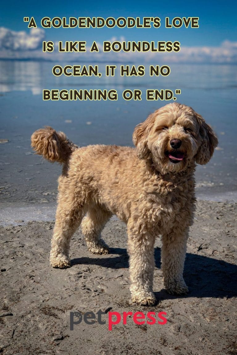 50+ Inspiring Goldendoodle Quotes for a Happy Life - PetPress