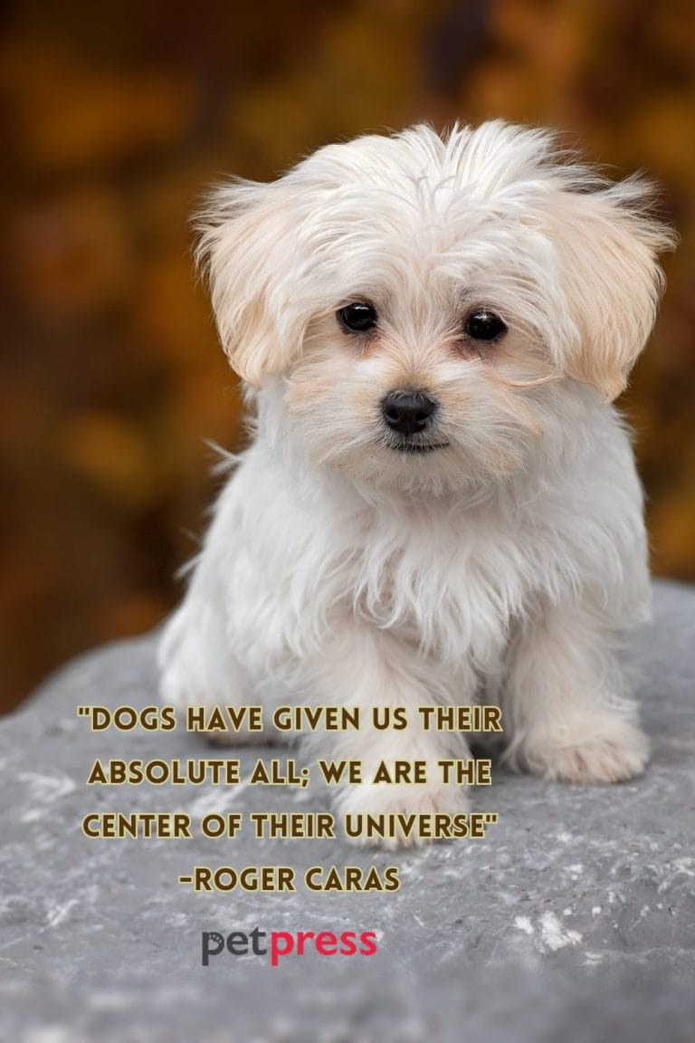 Celebrate Happiness With These 50+ Adorable Puppy Love Quotes