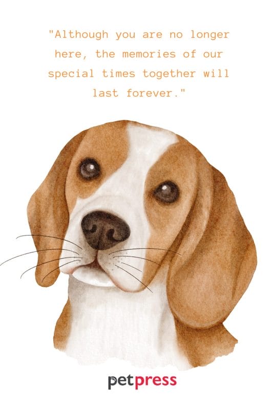 50+ Dog Memorial Quotes to Honor, Sympathy, and Comfort