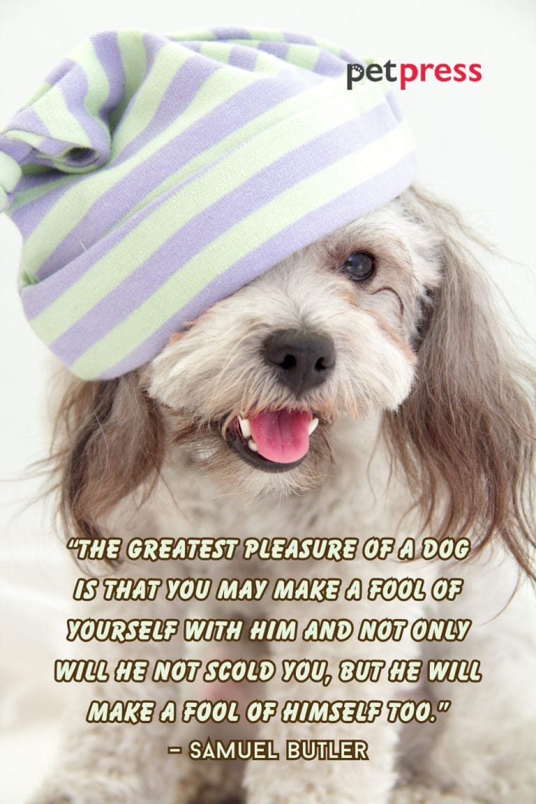 50+ Missing Dog Quotes That Find Your Strength Within - PetPress