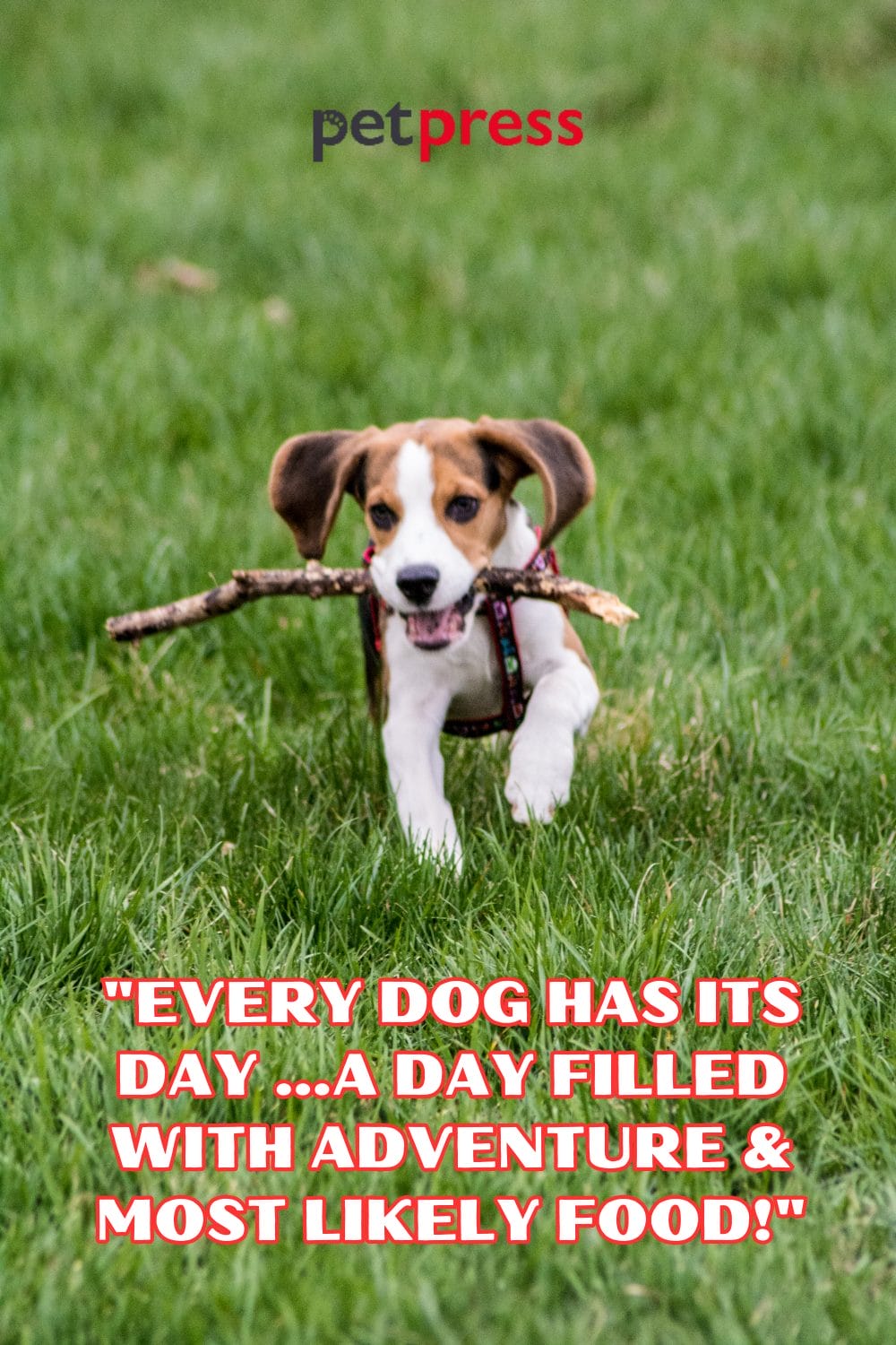 60+ Inspiring Dog Life Quotes to Live a Happier and Fulfilling Life