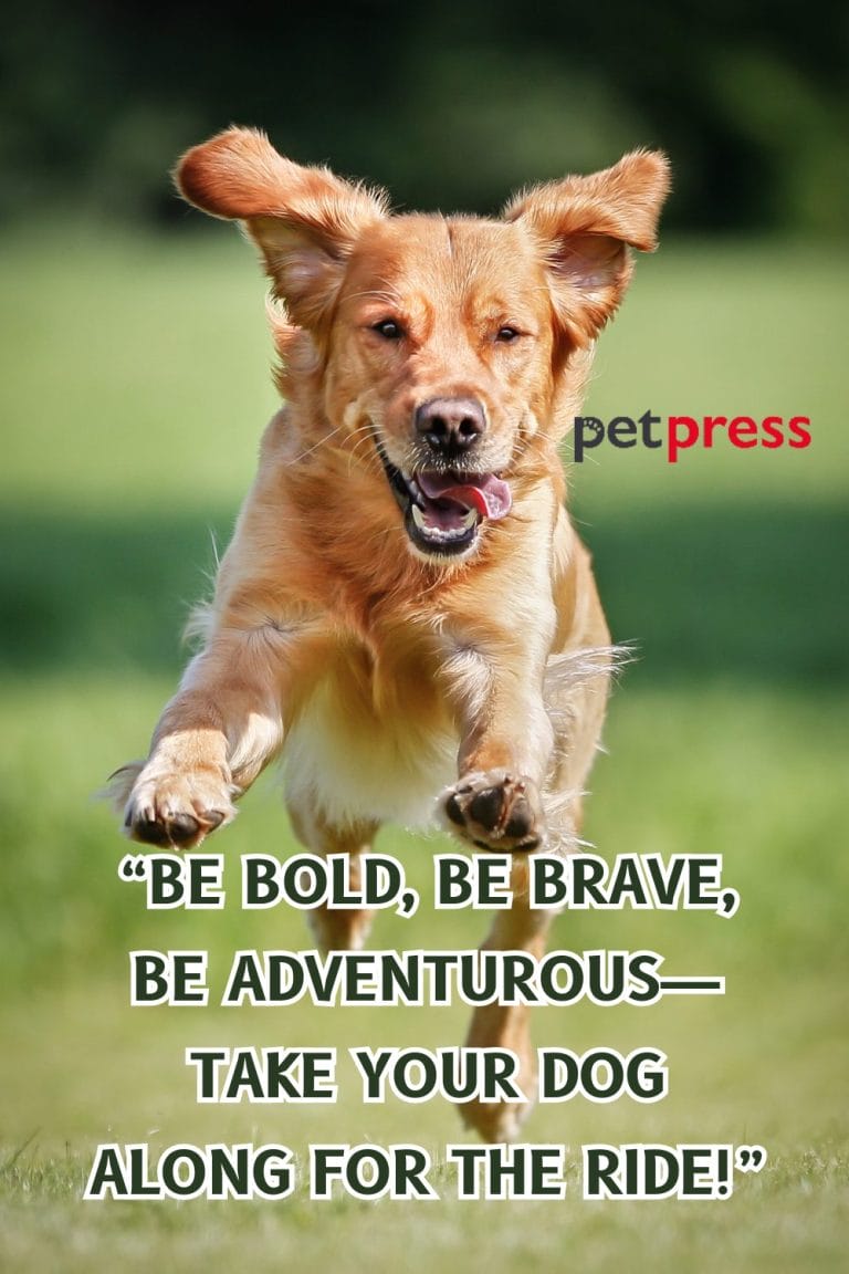 50+ Dog Walking Quotes on Being Bold and Adventurous