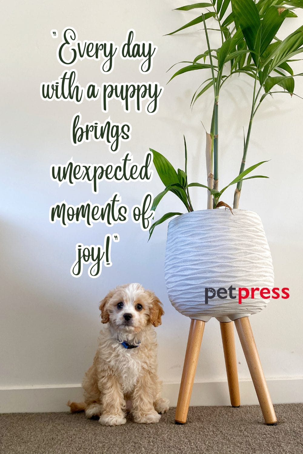 50+ Best and Most Adorable New Puppy Quotes - PetPress