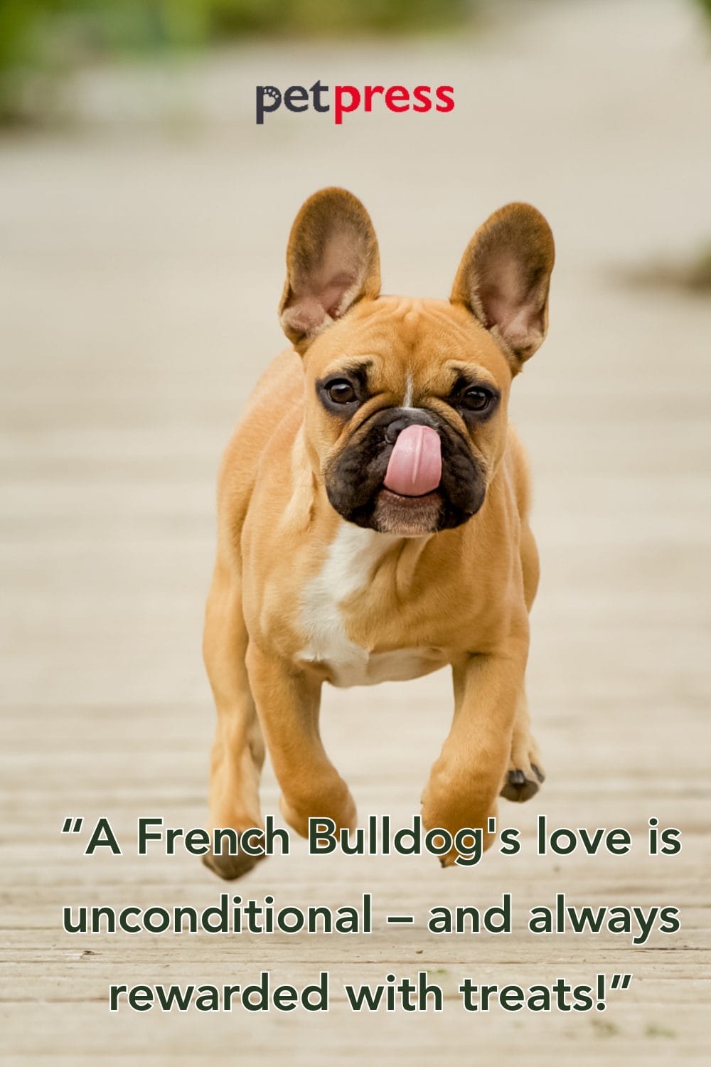 50+ Best French Bulldog Quotes That Will Make You Laugh