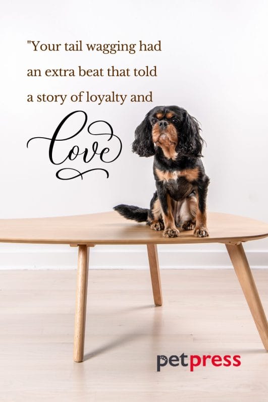 50+ Dog Memorial Quotes to Honor, Sympathy, and Comfort