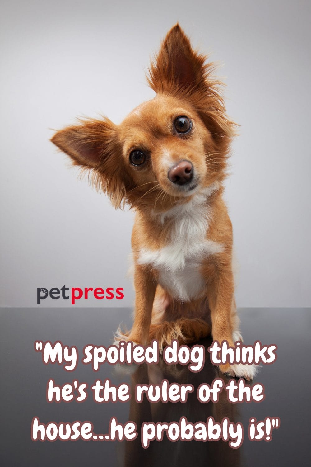 The Best of the Best: 50+ Spoiled Dog Quotes - PetPress