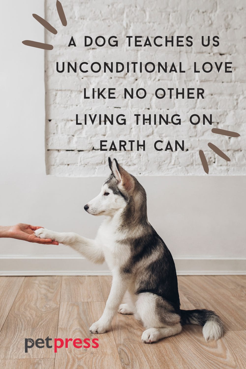 Express Affection for Your Pooch – 50+ Best Love Your Dog Quotes