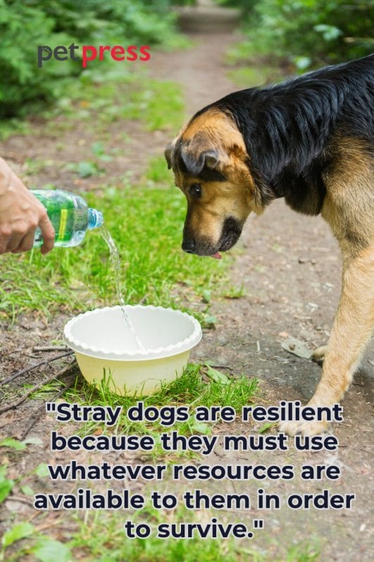 Find Courage and Strength From These Top 50 Stray Dog Quotes