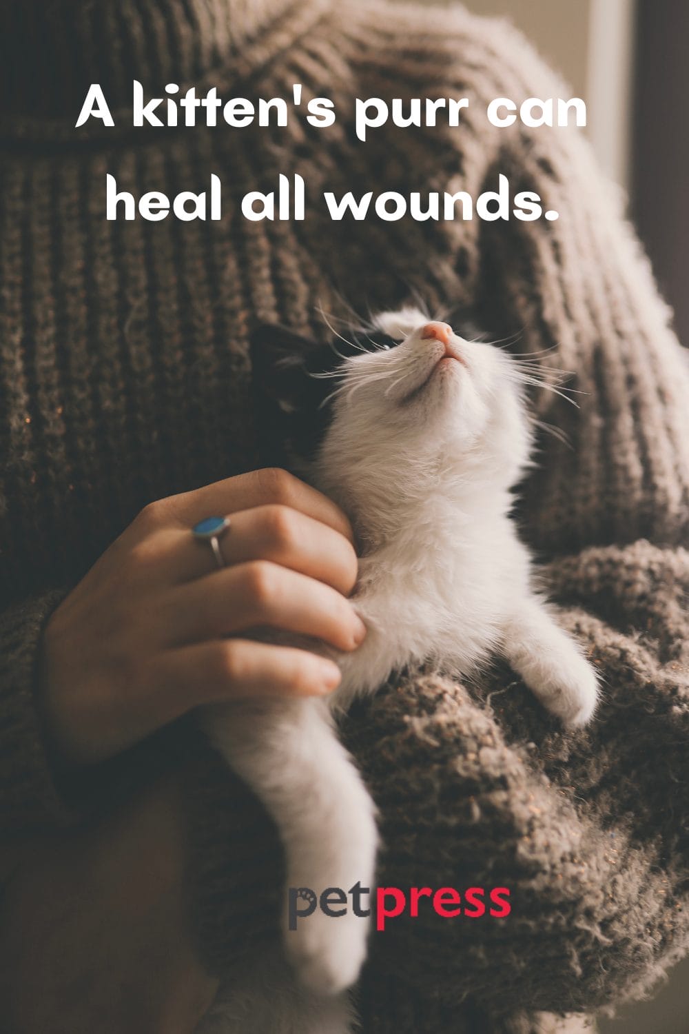 Cuddling With Words: Best 50+ Cute Kitten Quotes for You