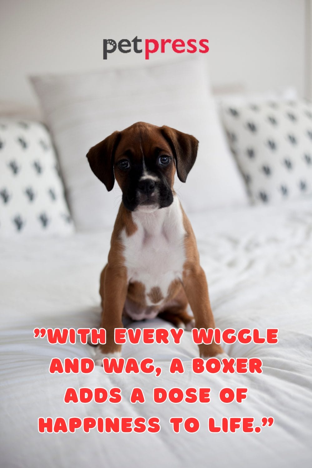 Unleash the Life Wisdom in These Best 50 Boxer Dog Quotes