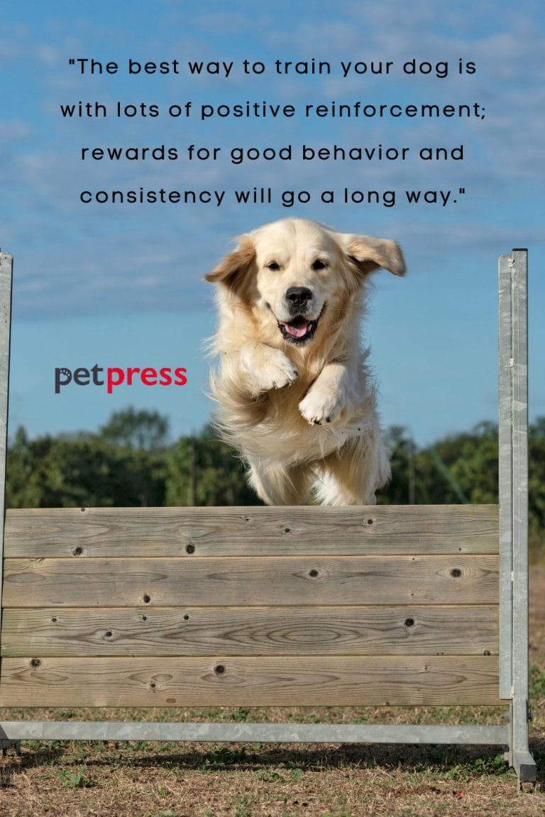 50+ Inspiring Dog Training Quotes That Will Motivate You