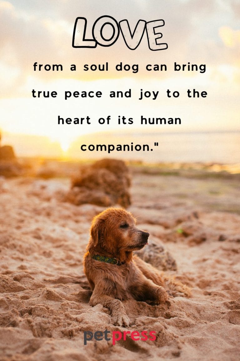 Selfless Love: 50+ Uplifting Soul Dog Quotes - PetPress
