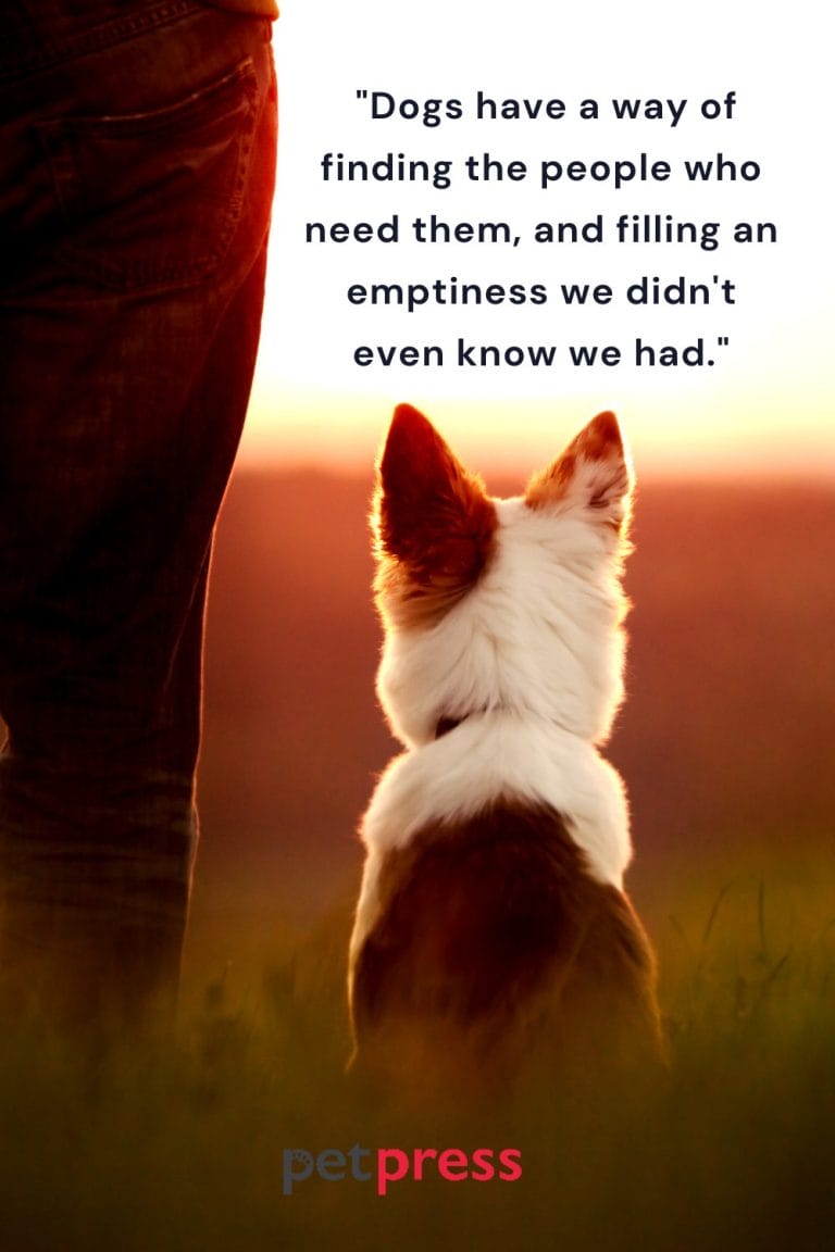Spark Joy and Happiness: 50+ Heartwarming Dog Therapy Quotes