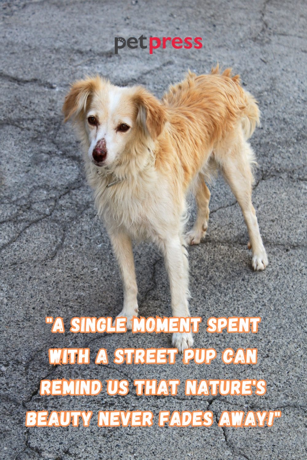 Find Courage and Strength From These Top 50 Stray Dog Quotes