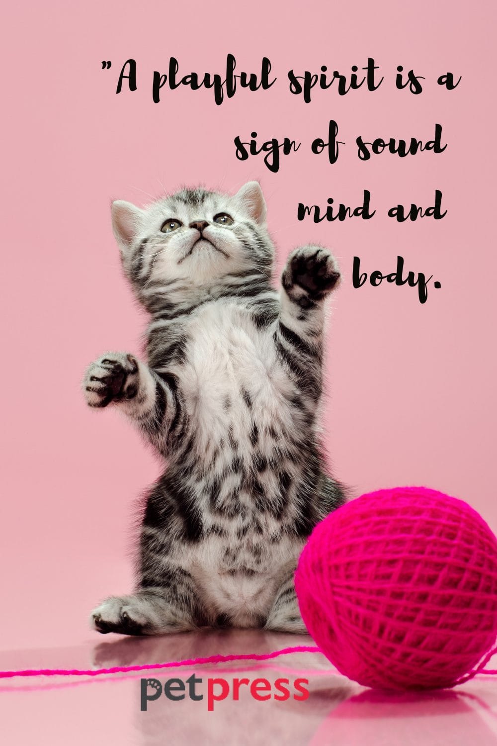 Cuddling With Words: Best 50+ Cute Kitten Quotes for You