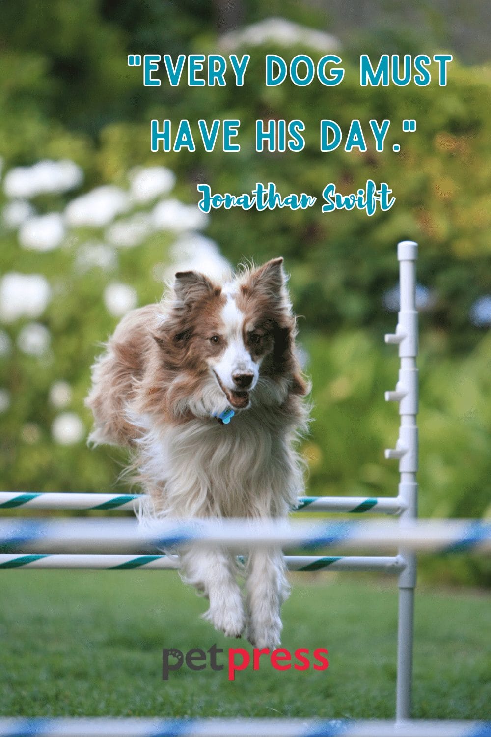 Top 50 Inspiring Dog Emotional Quotes That Speak to the Soul