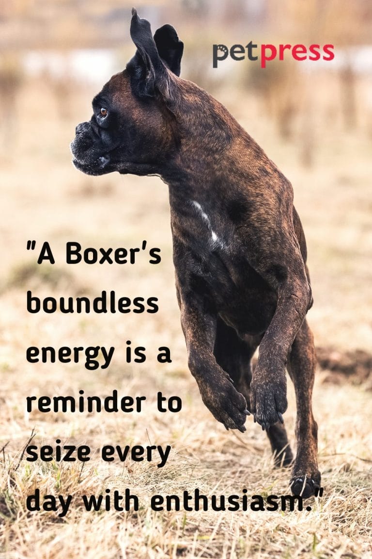 Unleash the Life Wisdom in These Best 50 Boxer Dog Quotes