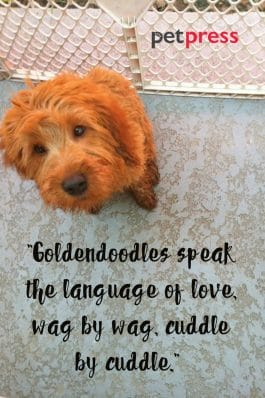 50+ Inspiring Goldendoodle Quotes for a Happy Life - PetPress