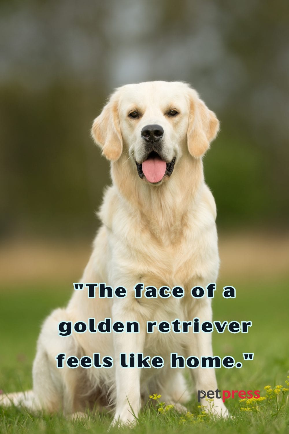 50+ Dog and Human Quotes That Inspire Love and Loyalty