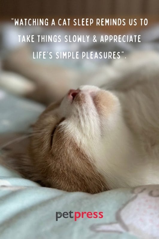 70+ Purr-fect Sleeping Cat Quotes That Will Melt Your Heart