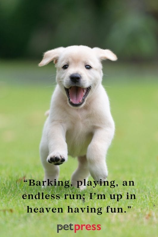 50+ Dog Memorial Quotes to Honor, Sympathy, and Comfort