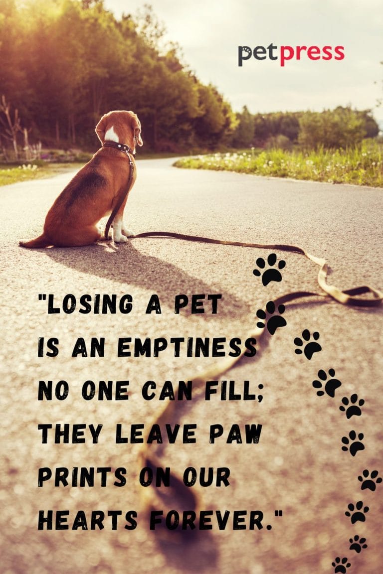 Find Comfort in 50+ Dog Sympathy Quotes After a Loss - PetPress